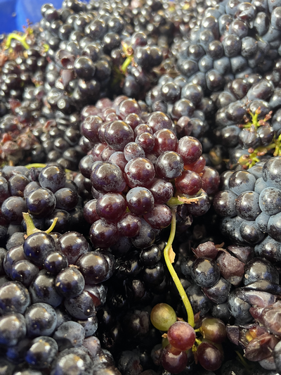 Good Harbor Vineyards - Blog - A Look Into the Enchanting World of ...